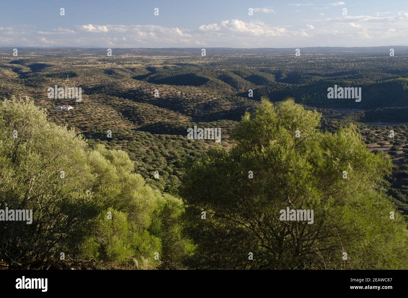 Mediterranean evergreen forest hi-res stock photography and images - Alamy