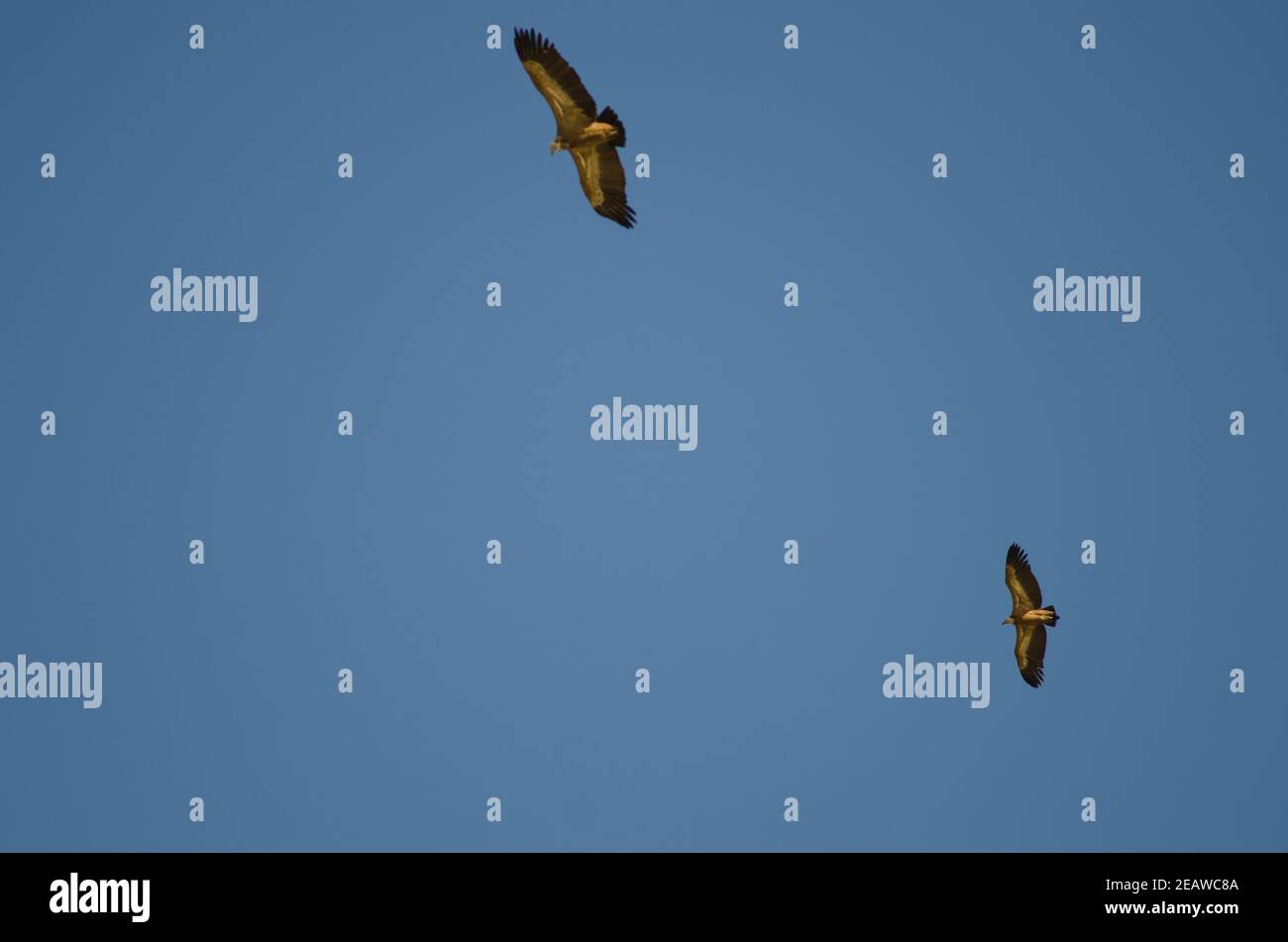 Flying and gliding animals hi-res stock photography and images - Alamy