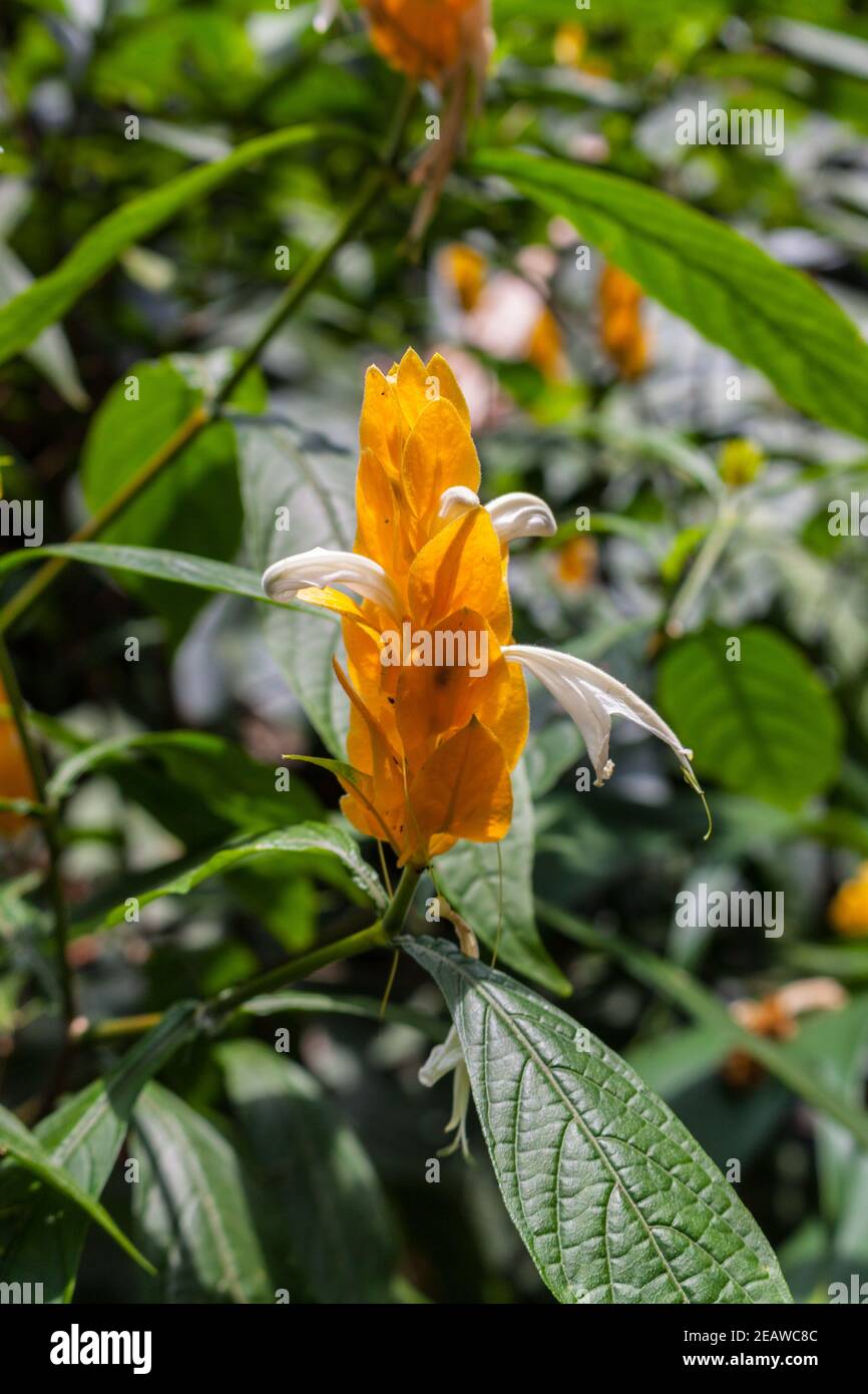 Lollipop plant and golden shrimp Pachystachys lutea Ness Stock Photo ...
