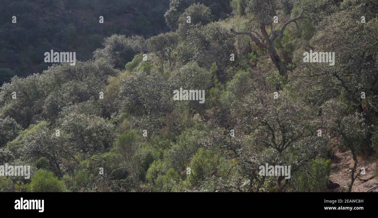 Mediterranean forests hi-res stock photography and images - Alamy