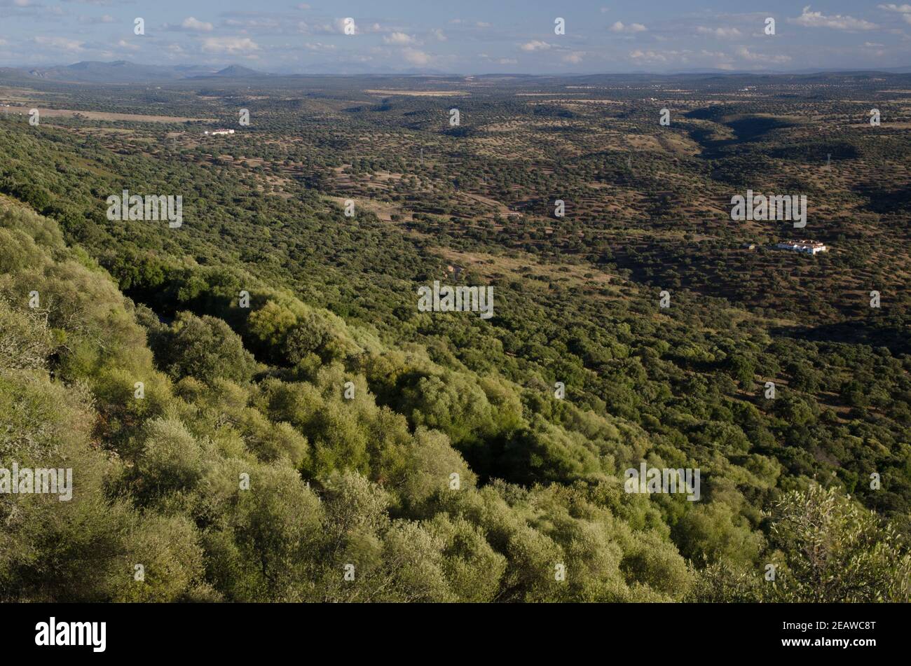 Mediterranean evergreen forest hi-res stock photography and images - Alamy