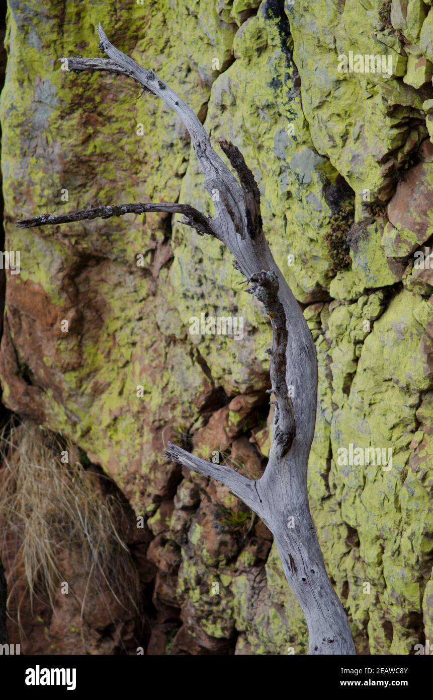 Dead tree and rock covered of yellow lichens Stock Photo - Alamy