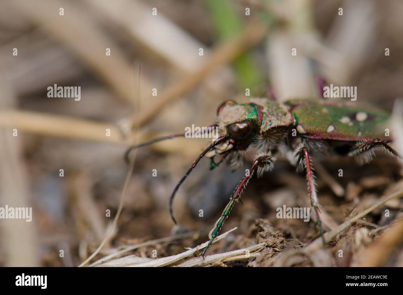 Common tiger beetle Stock Photo - Alamy