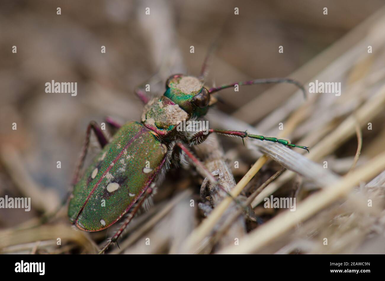 Common tiger beetle Stock Photo - Alamy