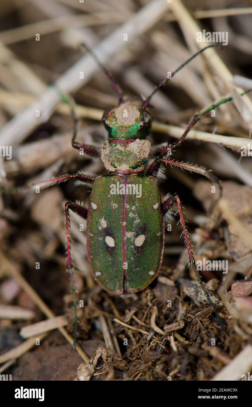 Common tiger beetle Stock Photo - Alamy