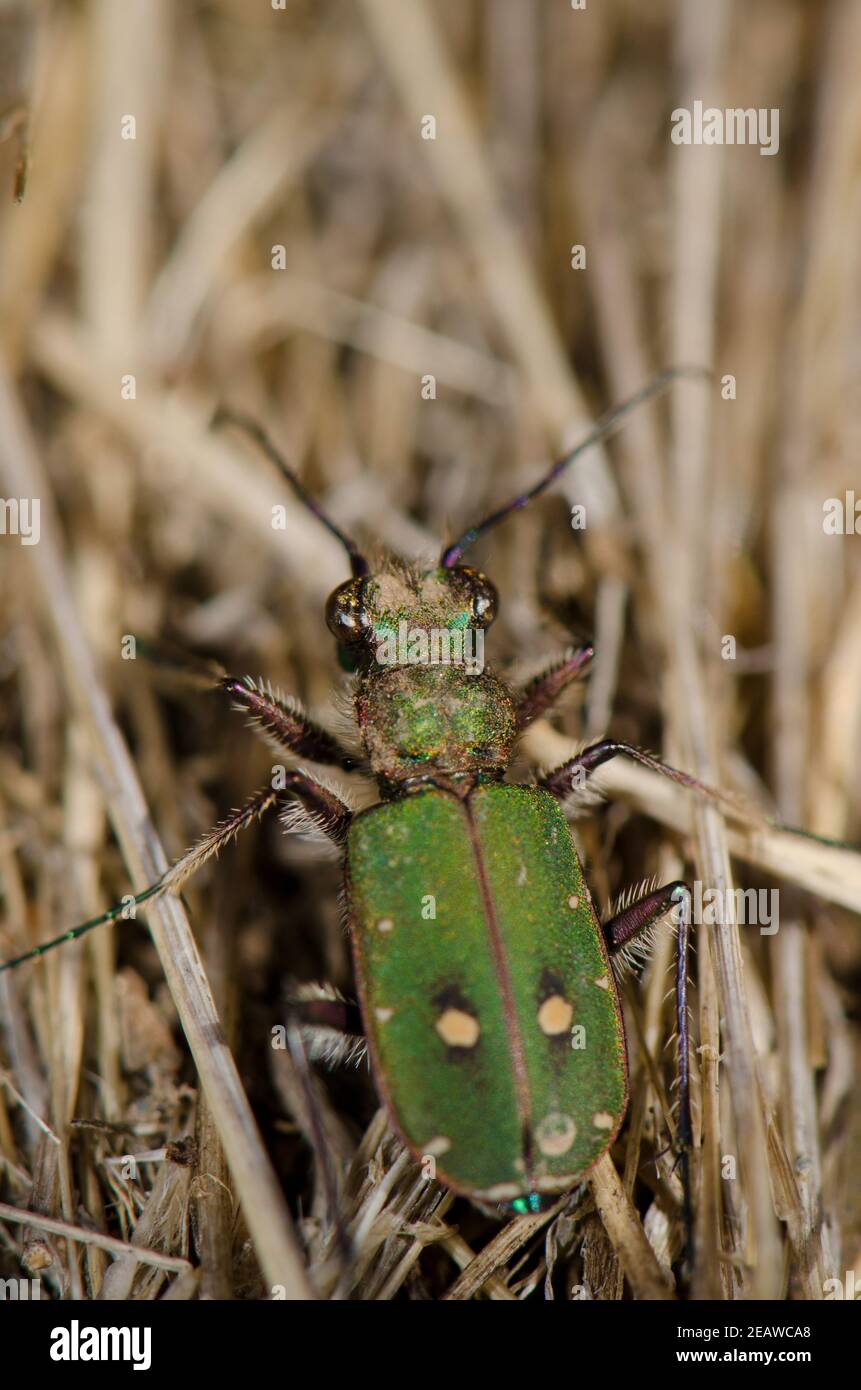 Common tiger beetle Stock Photo - Alamy