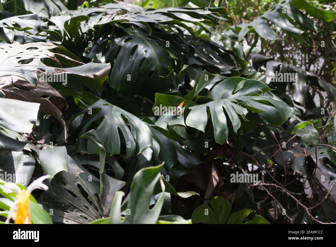 Delicious monster leaf hi-res stock photography and images - Alamy
