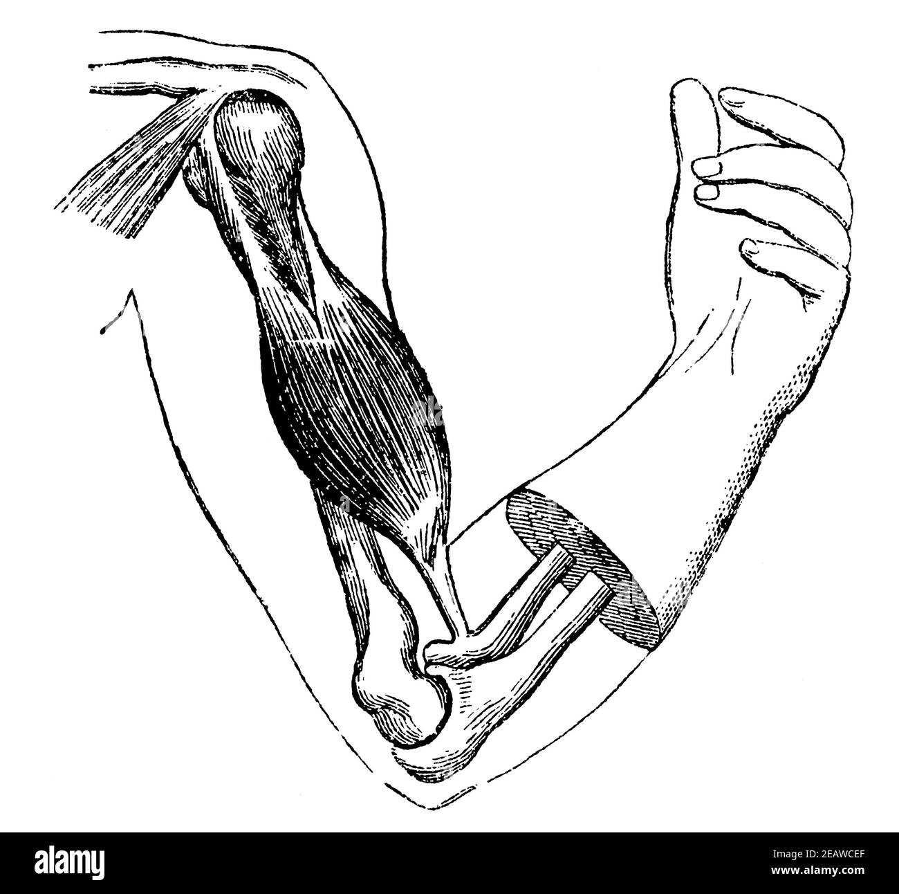 The fully contracted biceps. Illustration of the 19th century. Germany ...