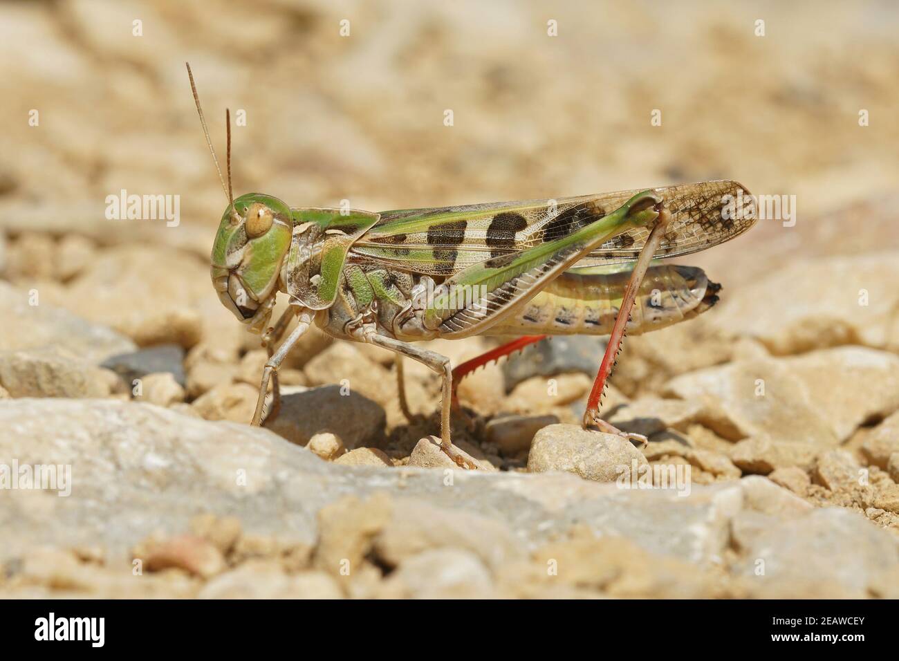 Grashoppers hi-res stock photography and images - Alamy