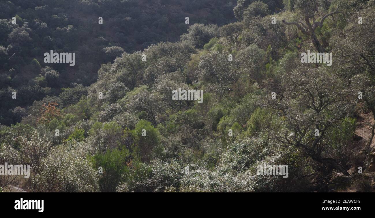 Mediterranean forests hi-res stock photography and images - Alamy