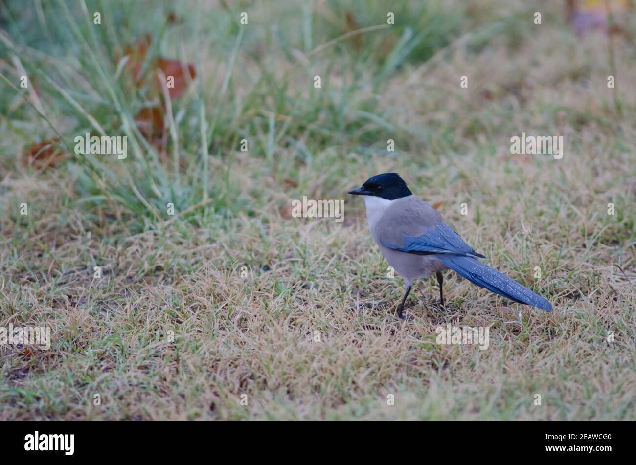 Iberian magpie Cyanopica cooki Stock Photo - Alamy