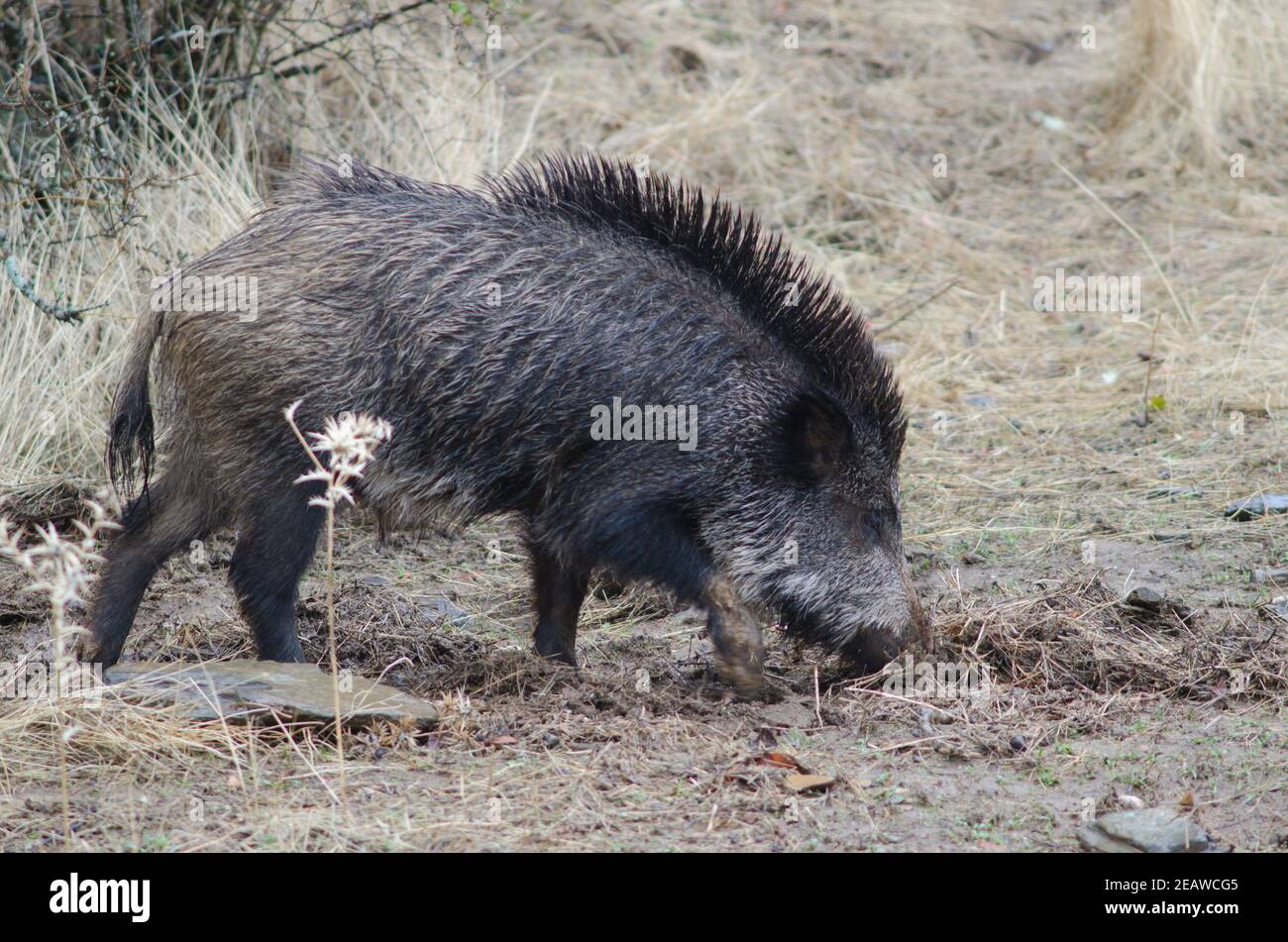 Wild boars spain hi-res stock photography and images - Alamy