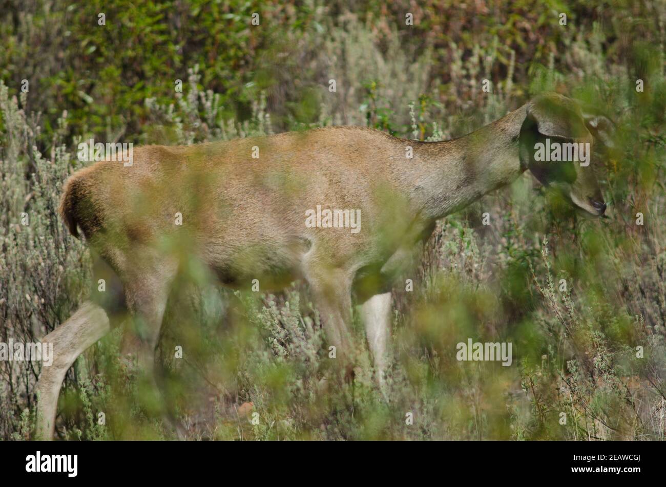 Spanish red deer Stock Photo - Alamy