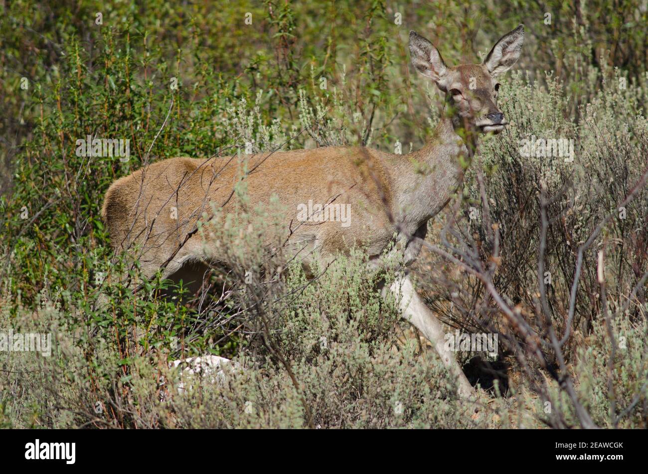 Spanish red deer Stock Photo - Alamy