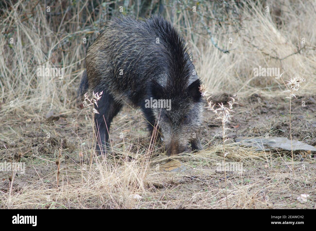 Wild boars spain hi-res stock photography and images - Alamy