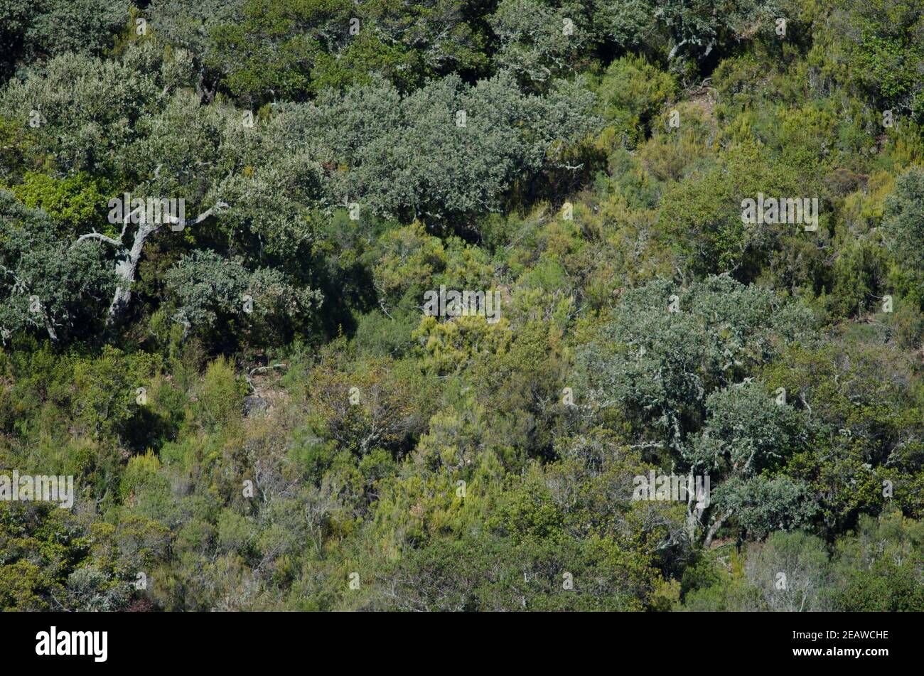 Dense mediterranean shrub hi-res stock photography and images - Alamy