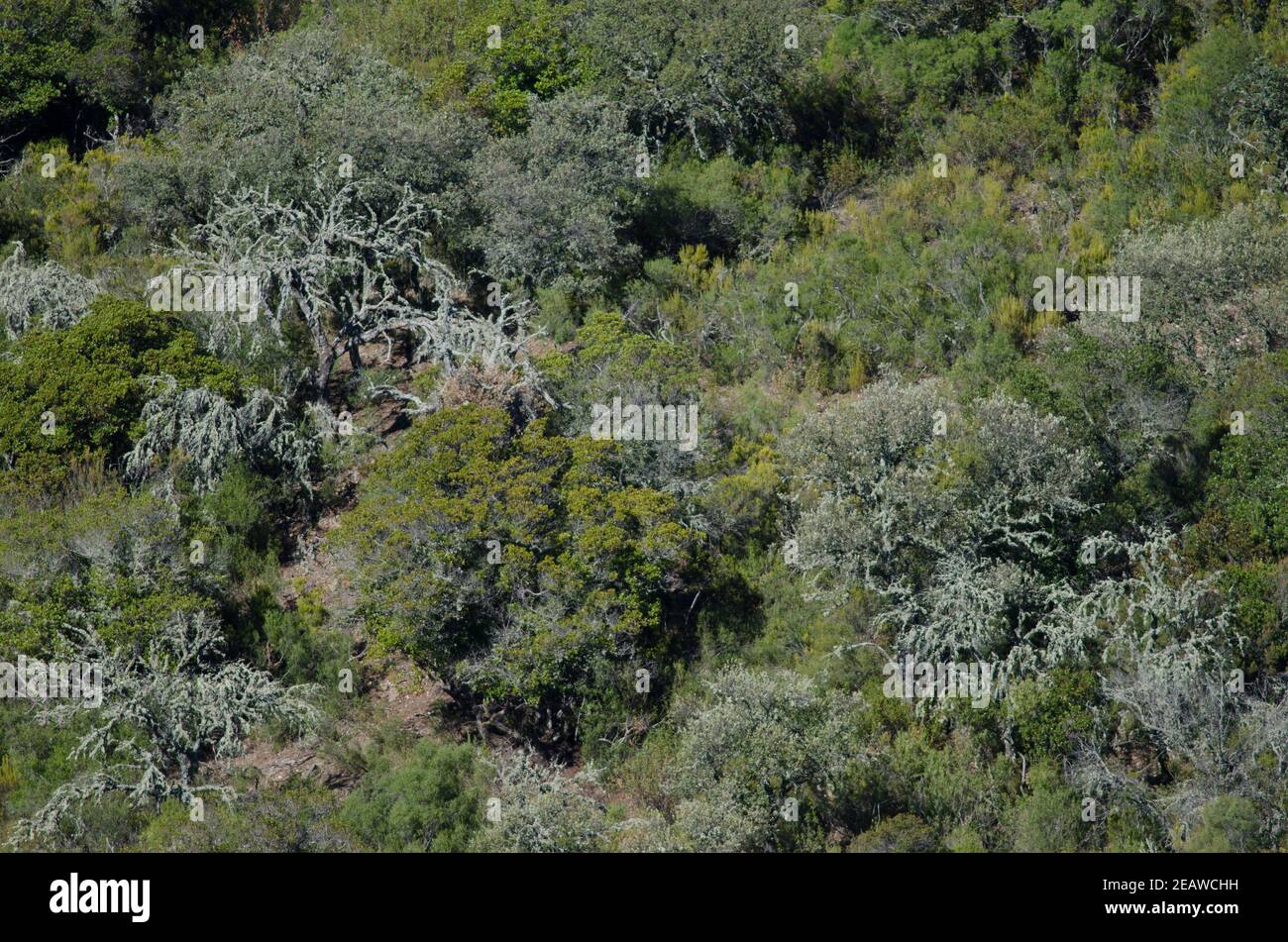 Dense mediterranean shrub hi-res stock photography and images - Alamy