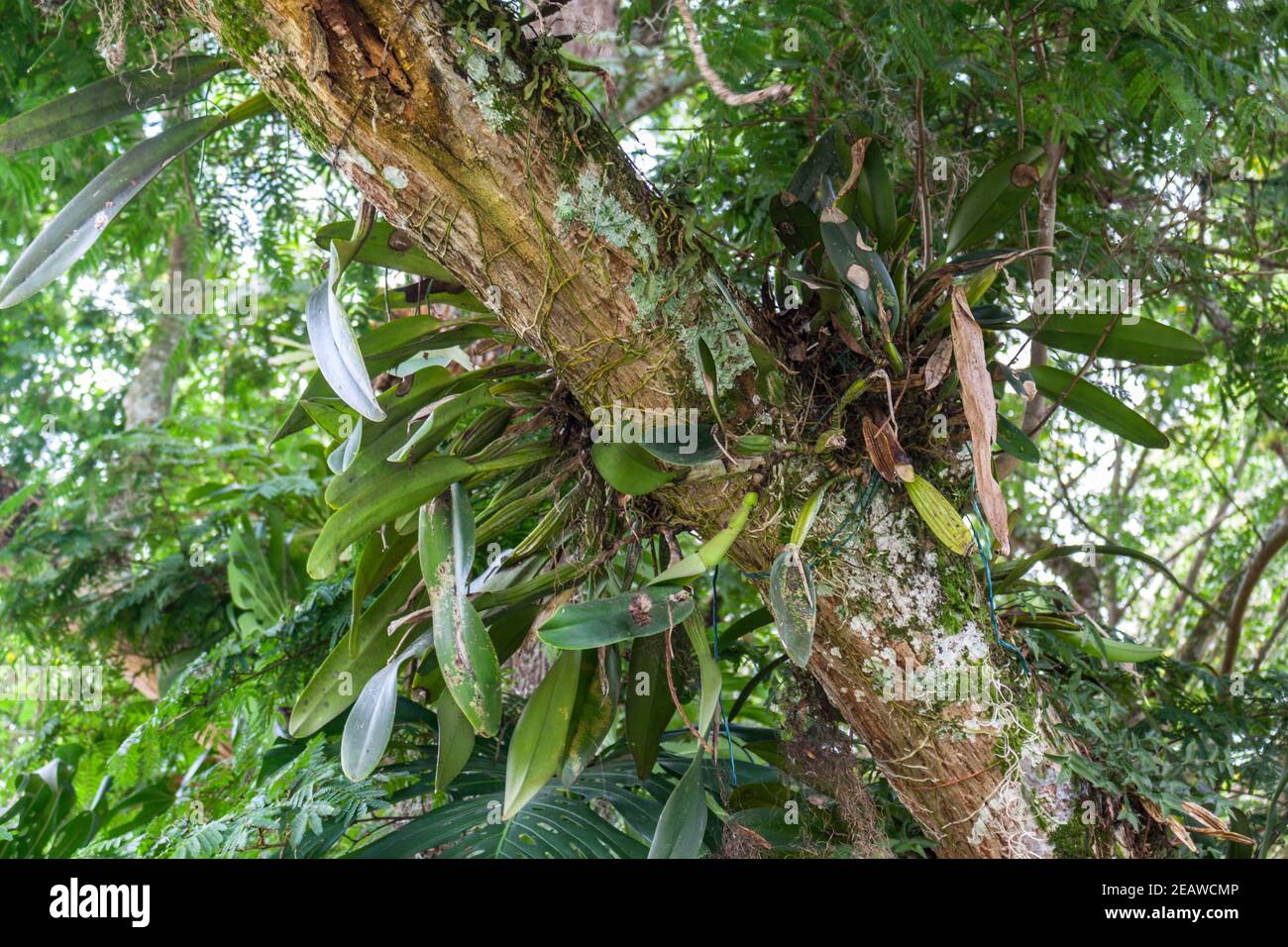 Orchids on tree in Colombia Stock Photo - Alamy