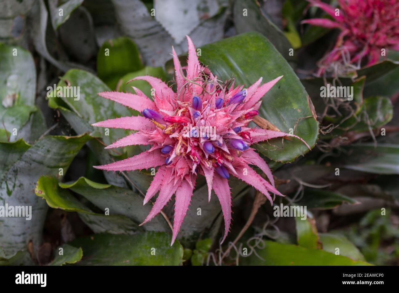 Feijoa colombia hi-res stock photography and images - Alamy