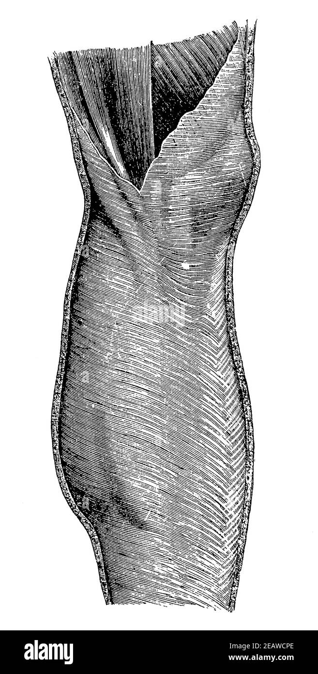The fascia surrounding the leg. Illustration of the 19th century ...