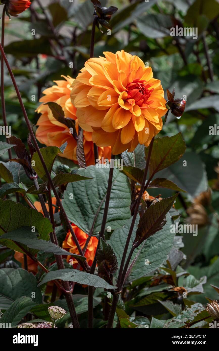 Dahlia 'David Howard' Stock Photo - Alamy