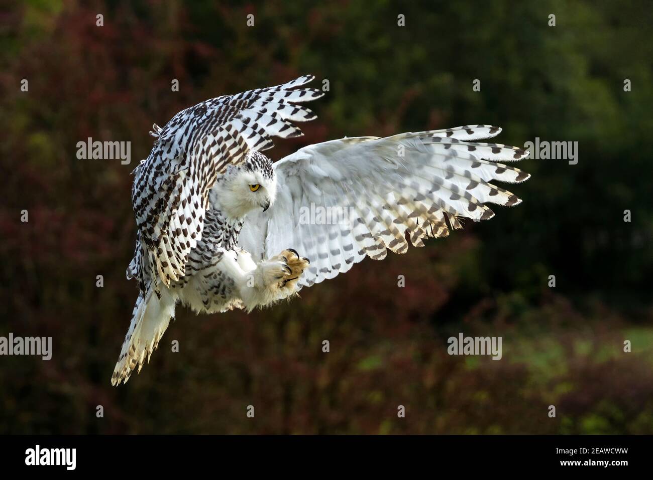Harrier in flight flying low hi-res stock photography and images - Alamy
