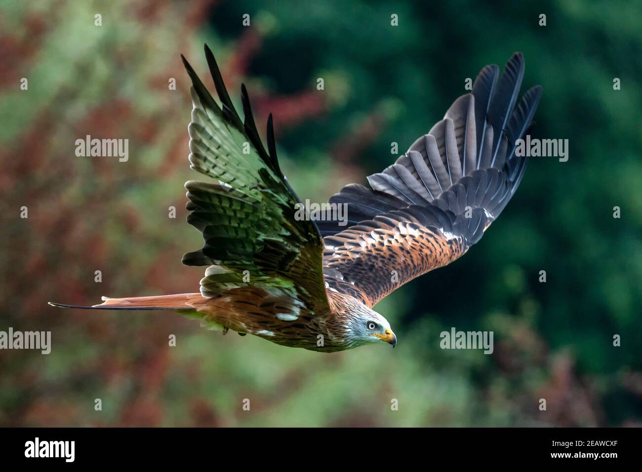 Red kite feather up close hi-res stock photography and images - Alamy