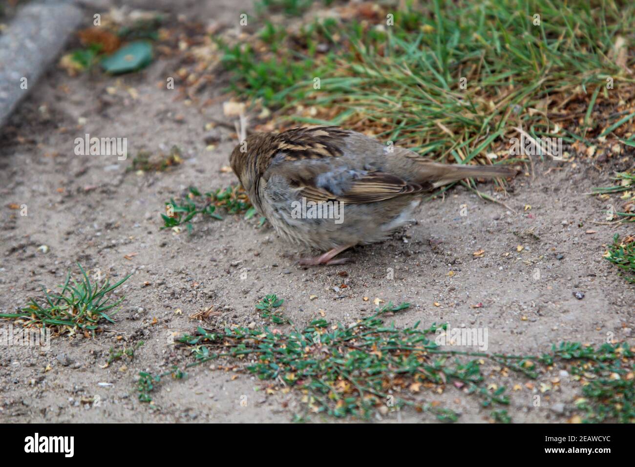 A small sparrow sits on a path and pecks in the ground Stock Photo - Alamy
