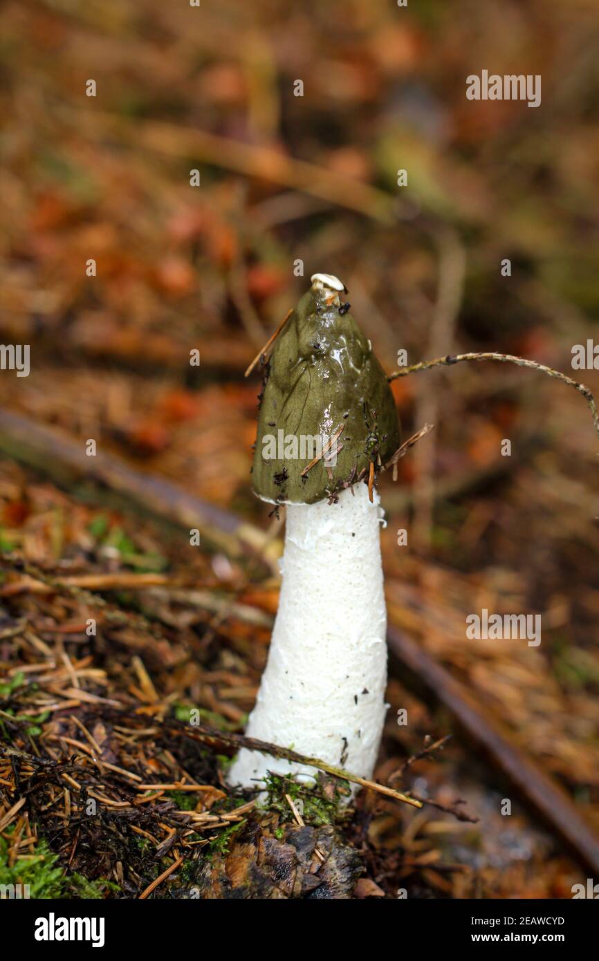 A close-up of a morel in the forest. Morels are mushrooms Stock Photo ...