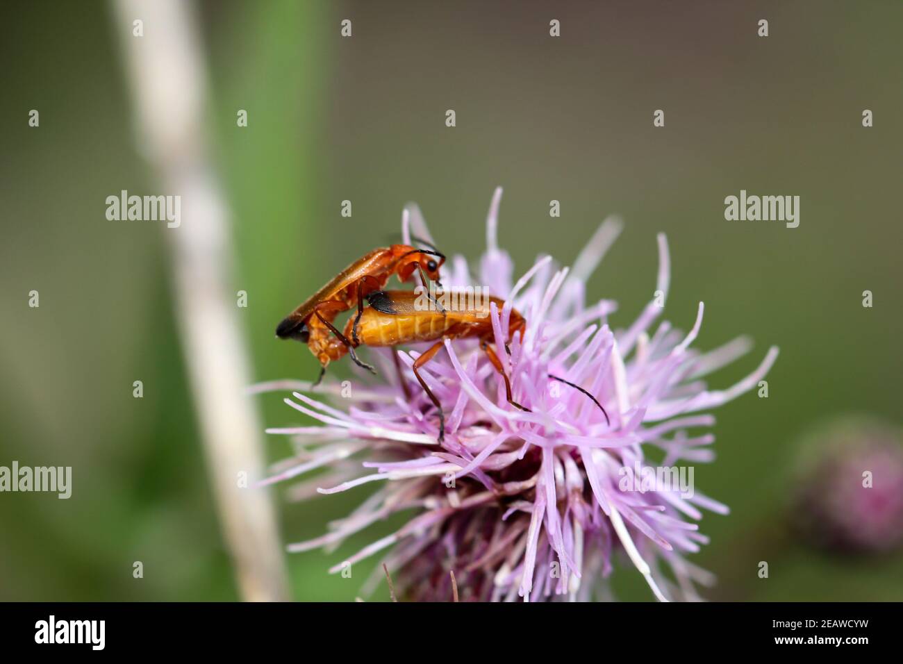 Two beetles mating on a milk thistle Stock Photo - Alamy