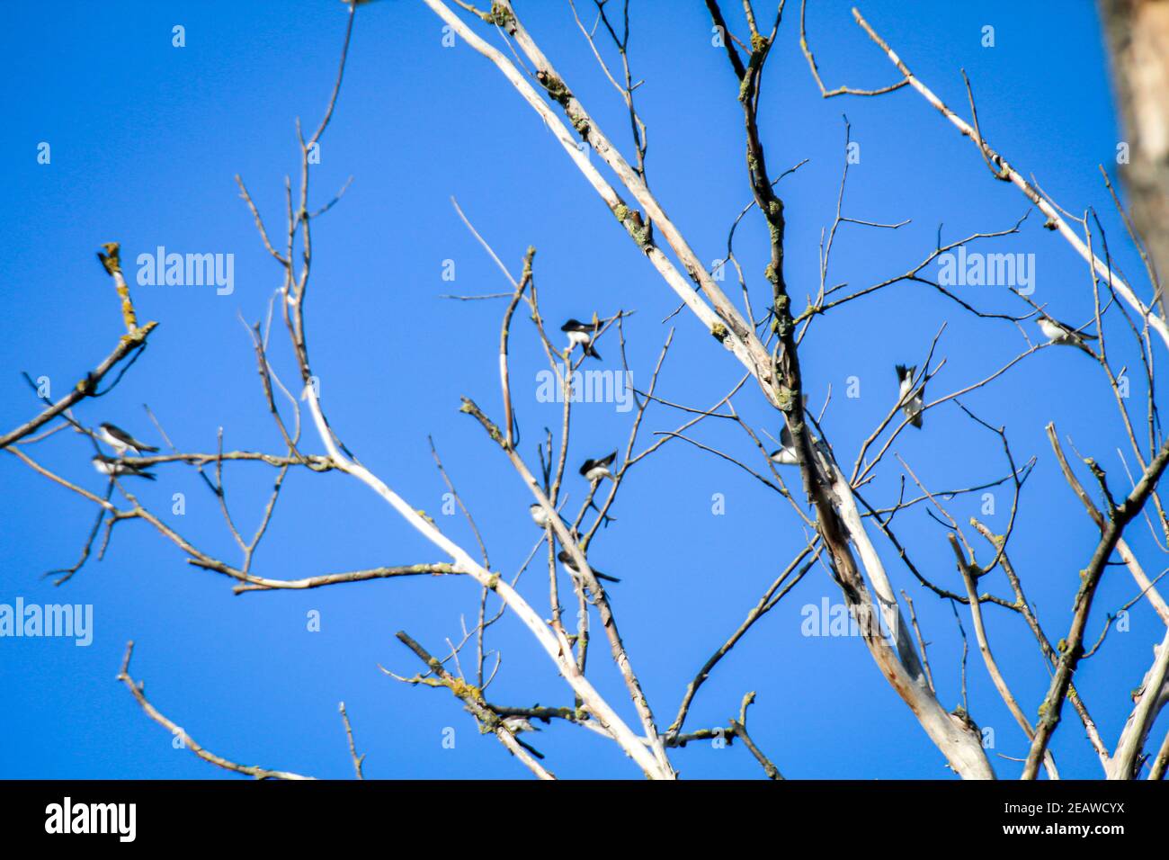 Silhouette clip art birds hi-res stock photography and images - Alamy