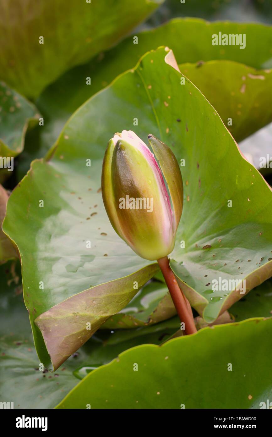 View of the bud of a water lily Stock Photo - Alamy