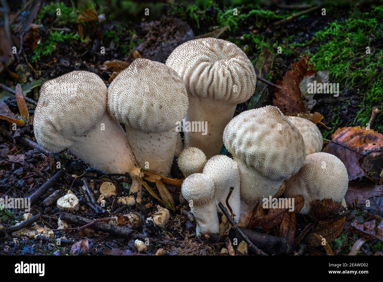 white puffball fungi Stock Photo - Alamy