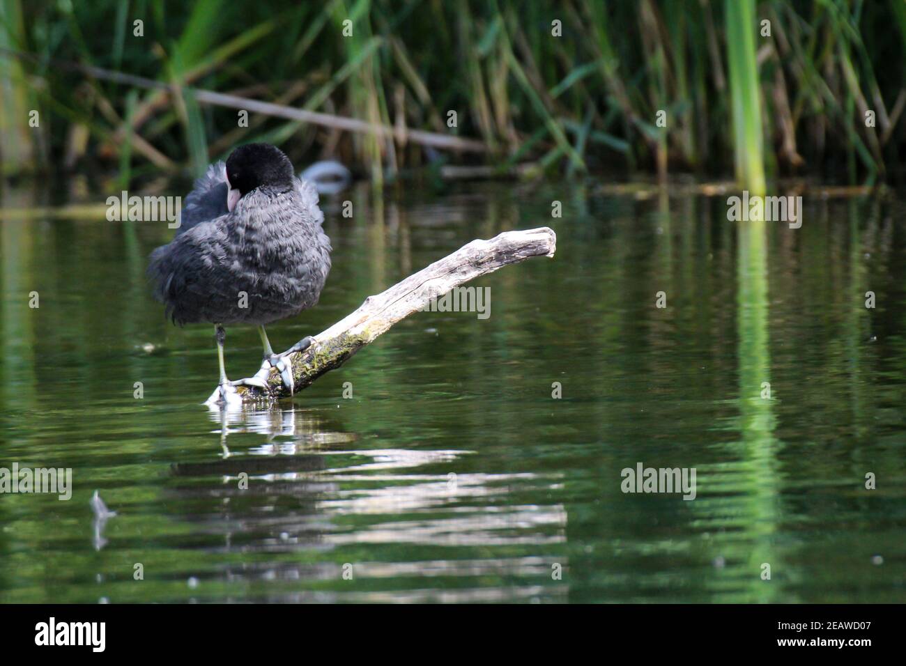 A moorhen, coot stands on a fallen tree in the pond Stock Photo - Alamy
