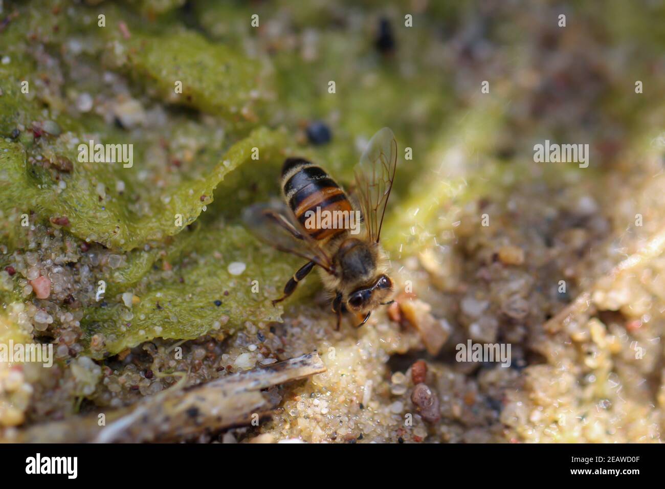 A bee while drinking by a pond Stock Photo - Alamy