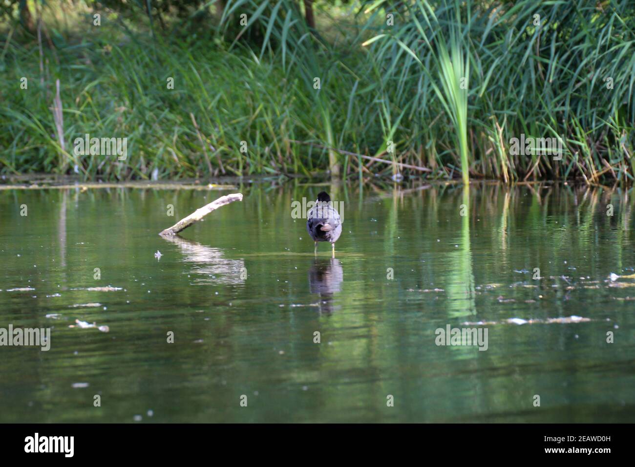 A moorhen, coot stands on a fallen tree in the pond Stock Photo - Alamy