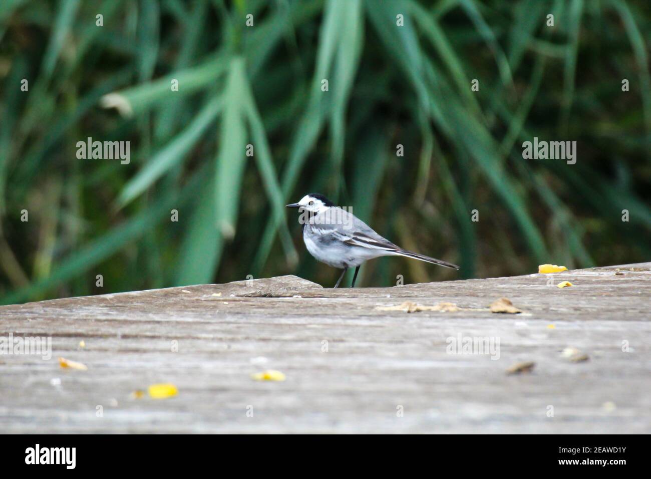 A German wagtail on a boat mooring Stock Photo - Alamy