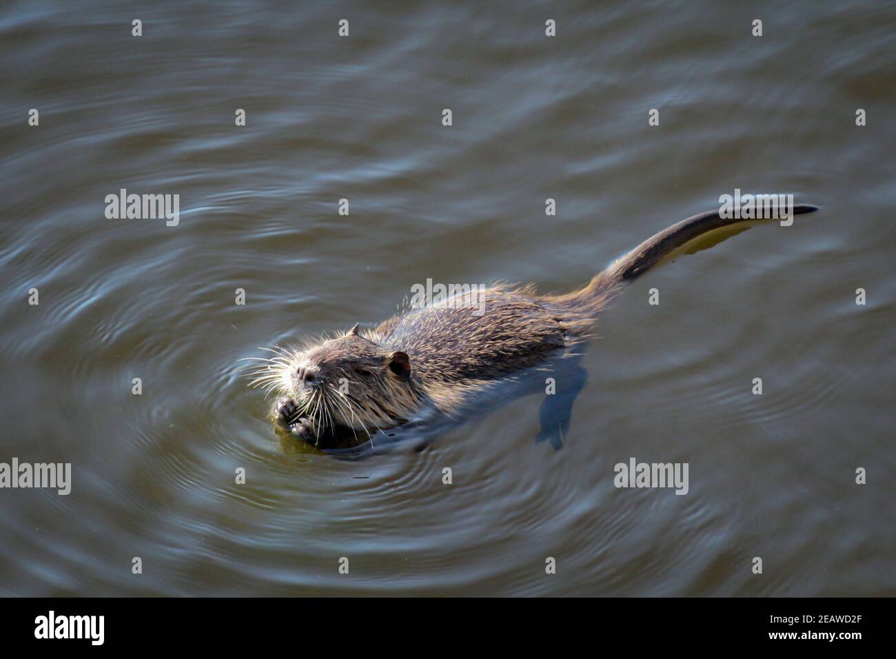 A nutria or muskrat on the bank of a river Stock Photo - Alamy