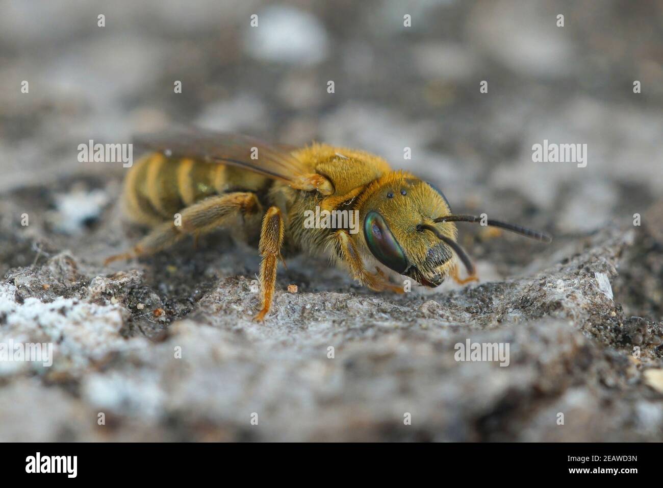 Halictus hi-res stock photography and images - Alamy