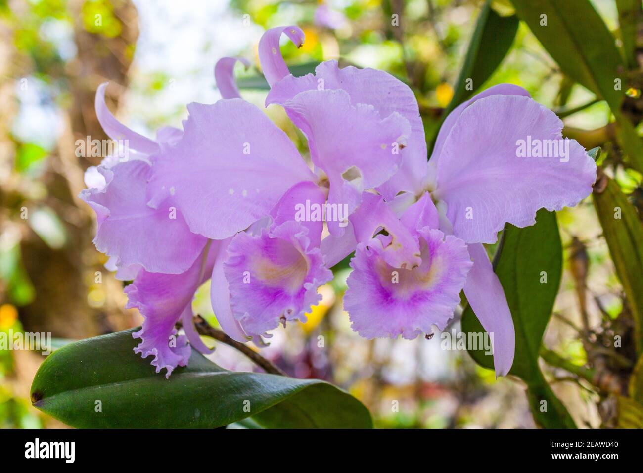 Cattleya warneri (the "Warner's Cattley's orchid Stock Photo - Alamy