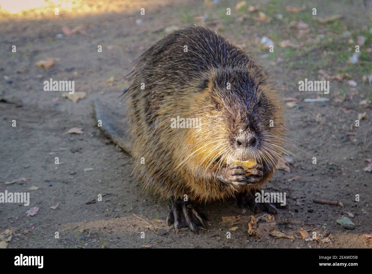 Muskrat Vs Nutria