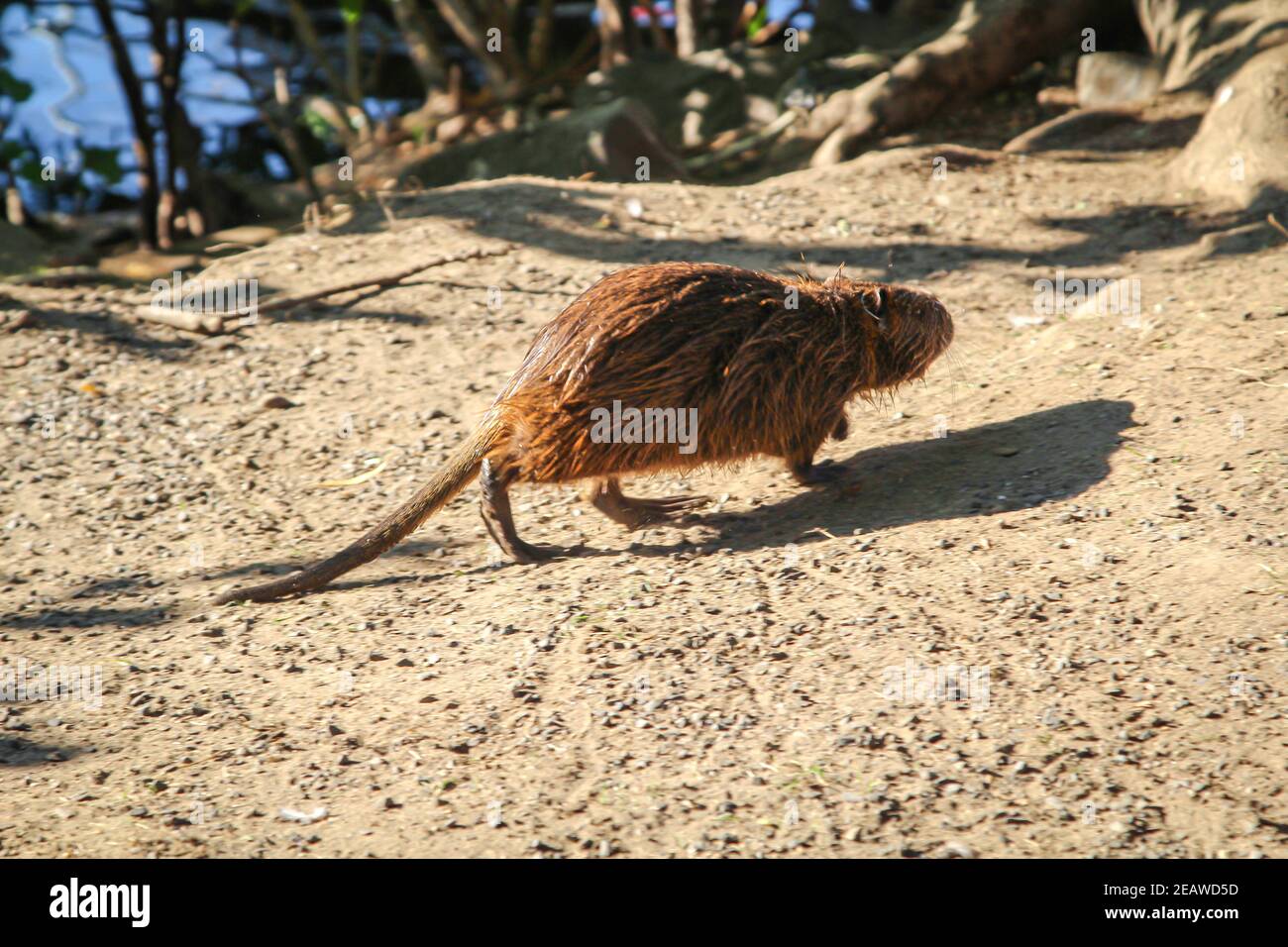 A nutria or muskrat on the bank of a river Stock Photo - Alamy
