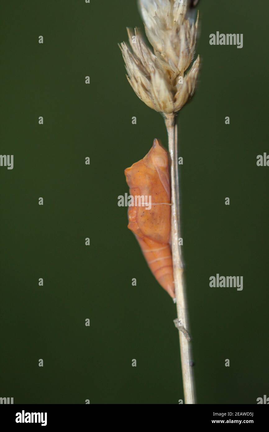 Dormant butterfly hi-res stock photography and images - Alamy