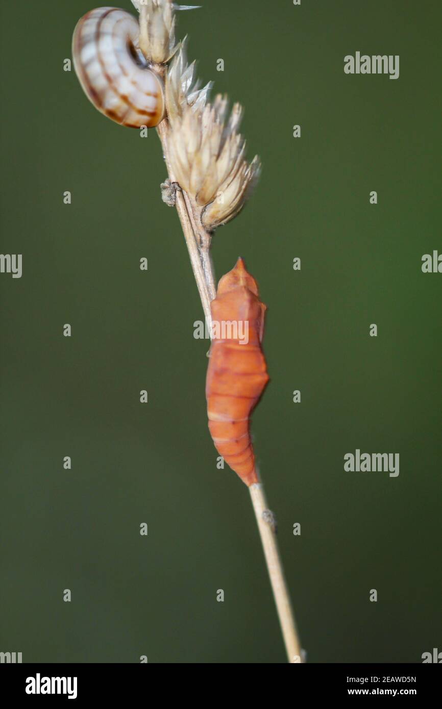 Dormant Butterfly High Resolution Stock Photography and Images - Alamy
