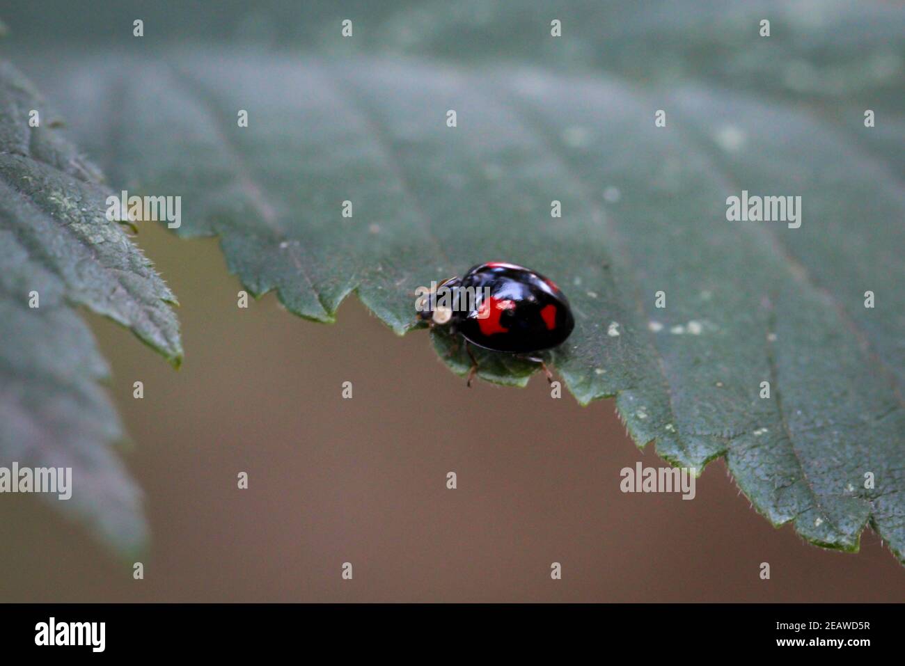 A close-up of a black ladybug with red spots Stock Photo - Alamy