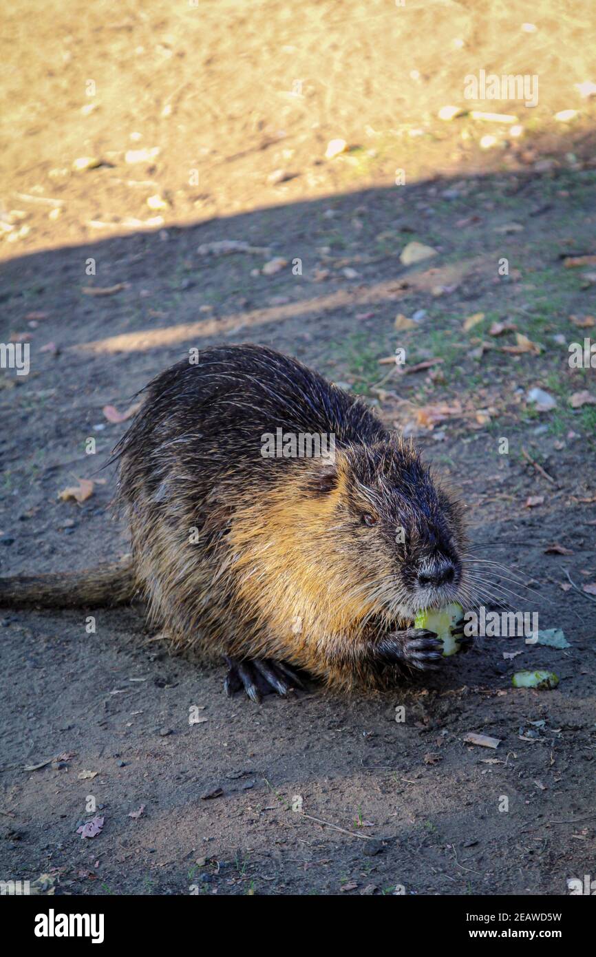 Baby Muskrat High Resolution Stock Photography and Images - Alamy