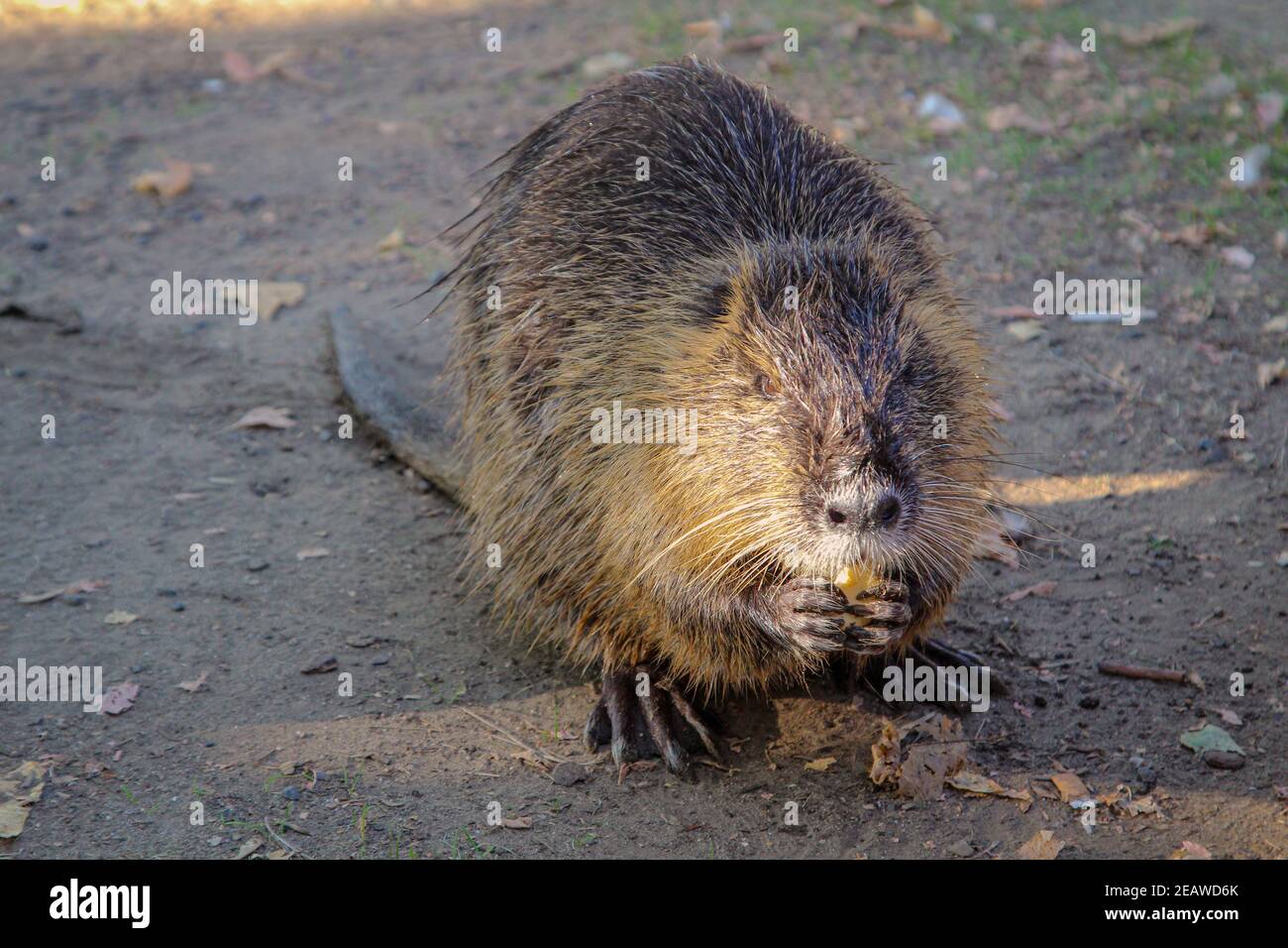 A nutria or muskrat on the bank of a river Stock Photo - Alamy