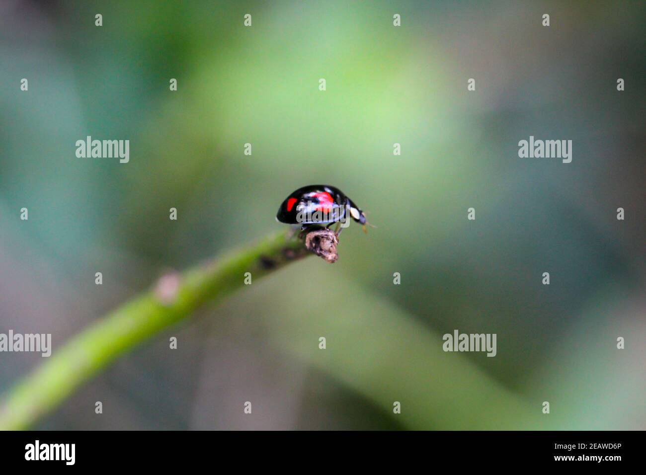A close-up of a black ladybug with red spots Stock Photo - Alamy