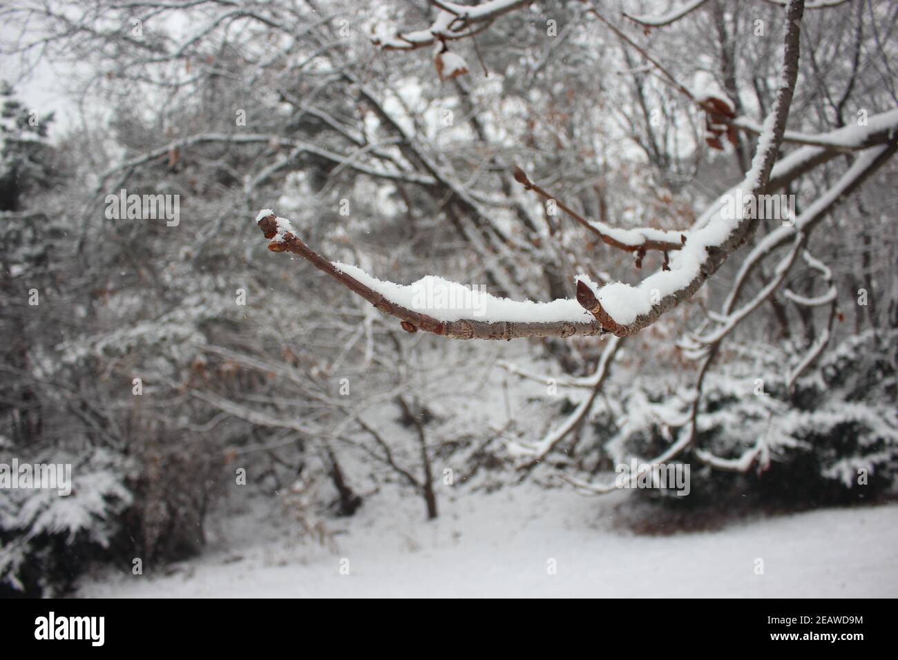 snow on ground and tree branches in winter snowfall season Stock Photo ...