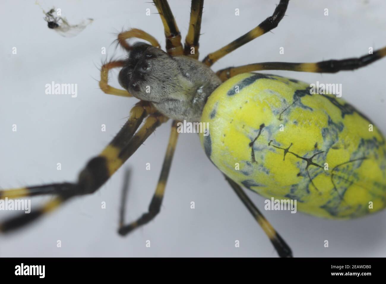Giant spider macro view with selective focus, with blurred white ...
